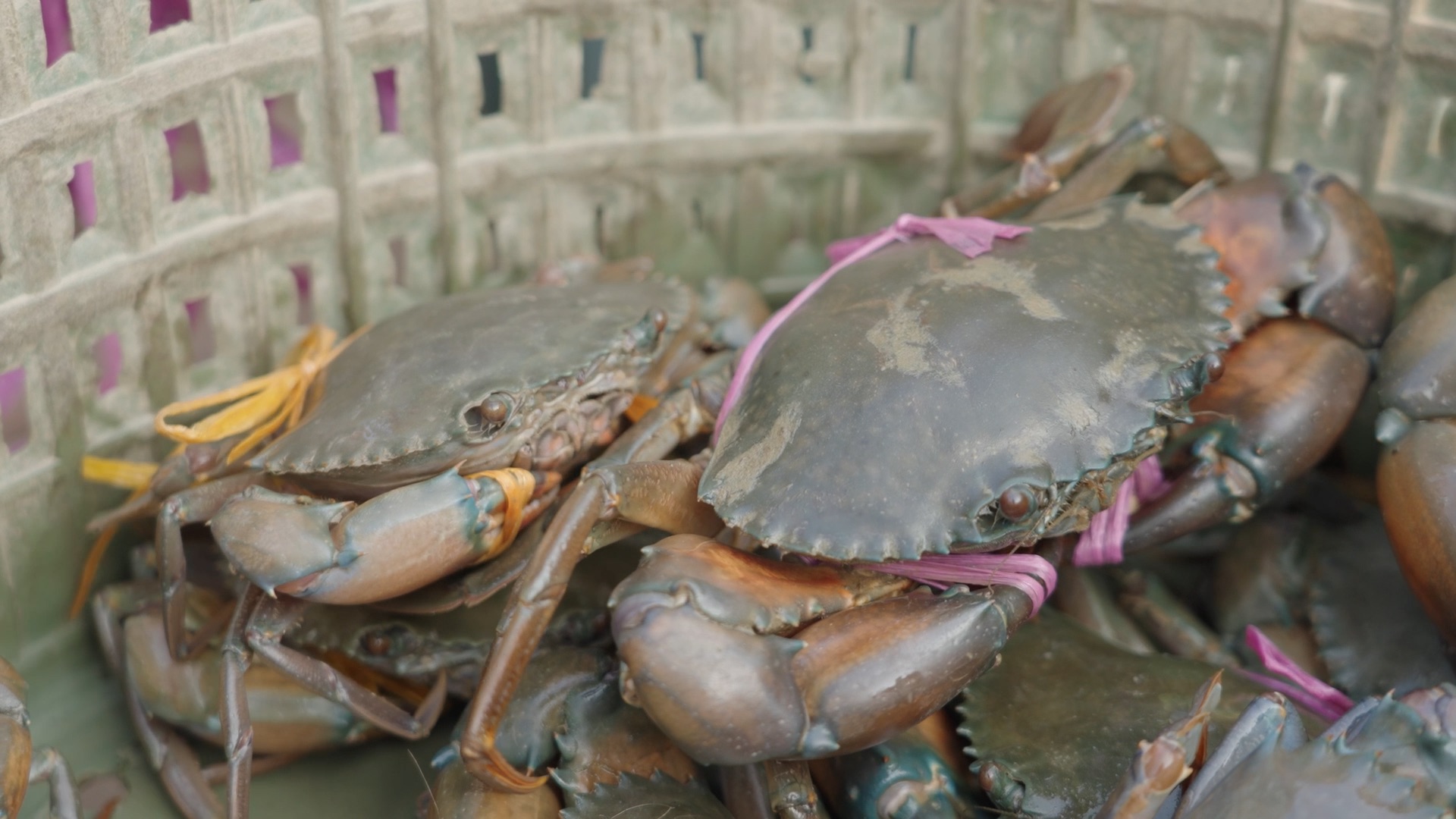 From salty waters to stronger futures: crab farming boosts livelihood ...