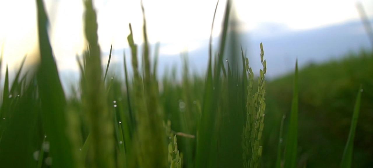 Cambodia | Green Climate Fund