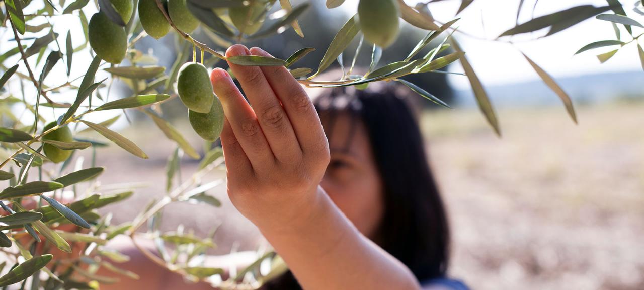 State of Palestine | Green Climate Fund