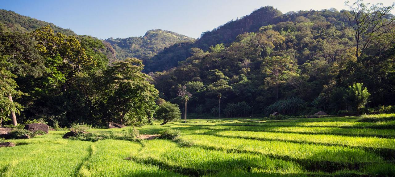 Ecosystems and ecosystem services | Green Climate Fund