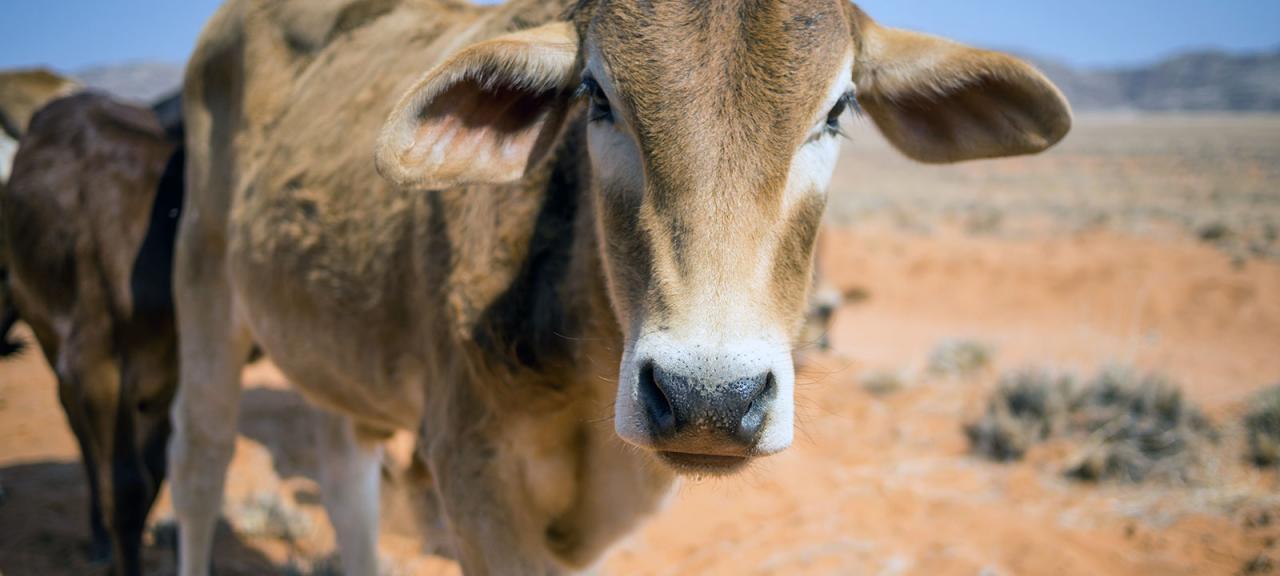 Namibia | Green Climate Fund