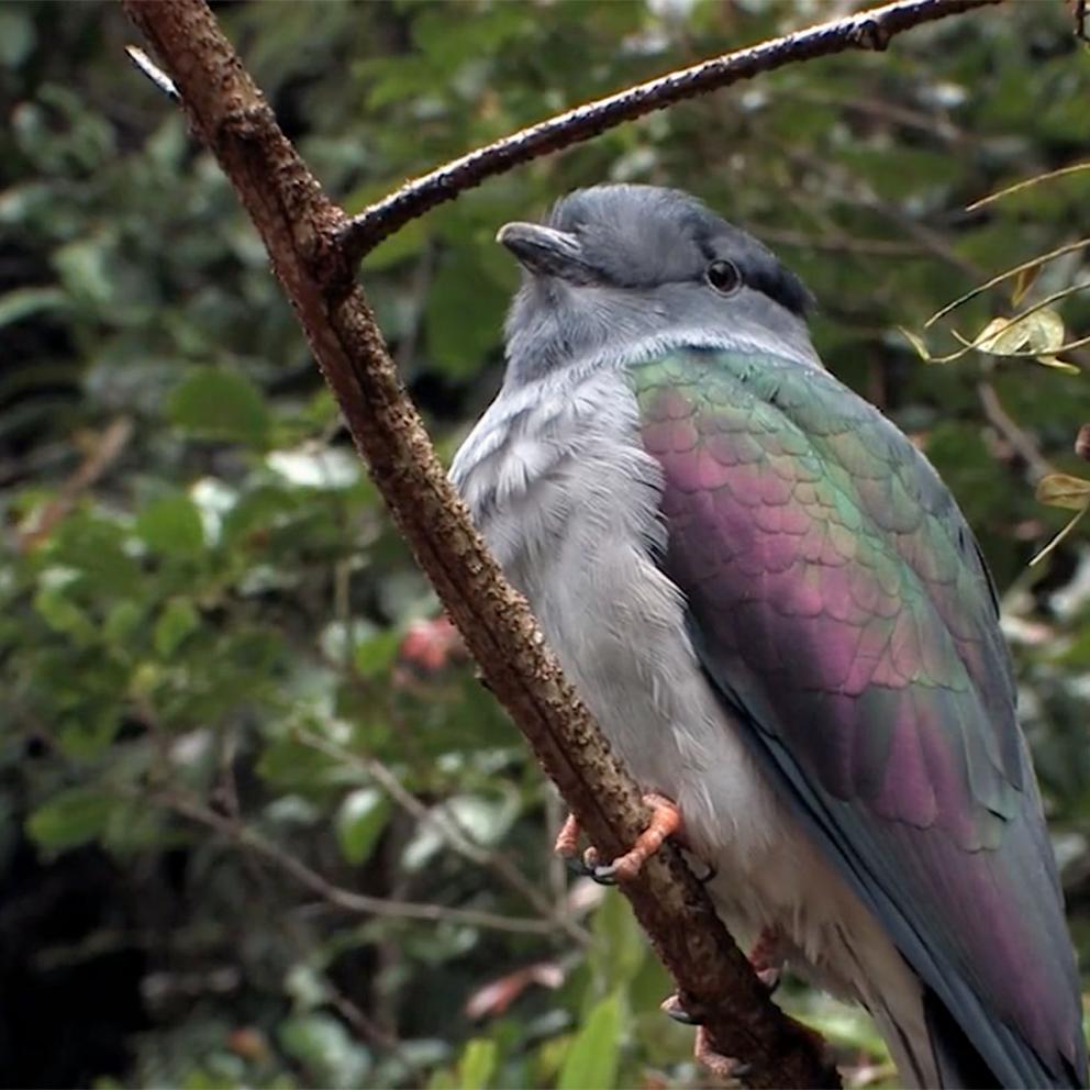 Conservation International Foundation (CI) | Green Climate Fund