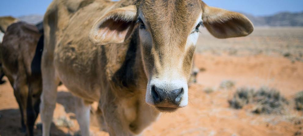 Namibia | Green Climate Fund