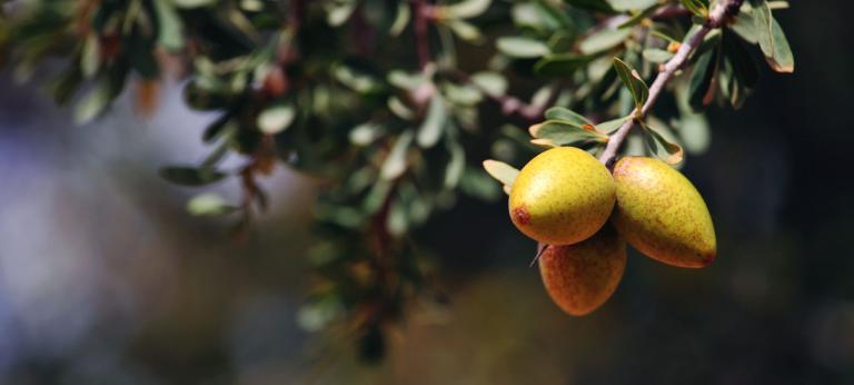 Morocco | Green Climate Fund