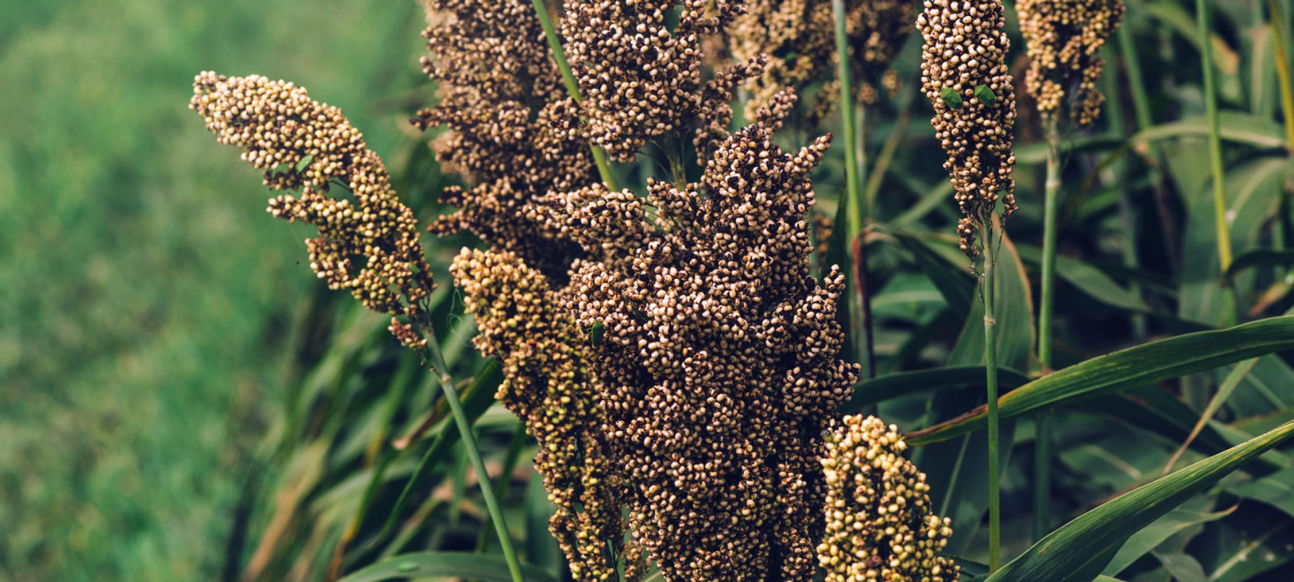 Namibia | Green Climate Fund