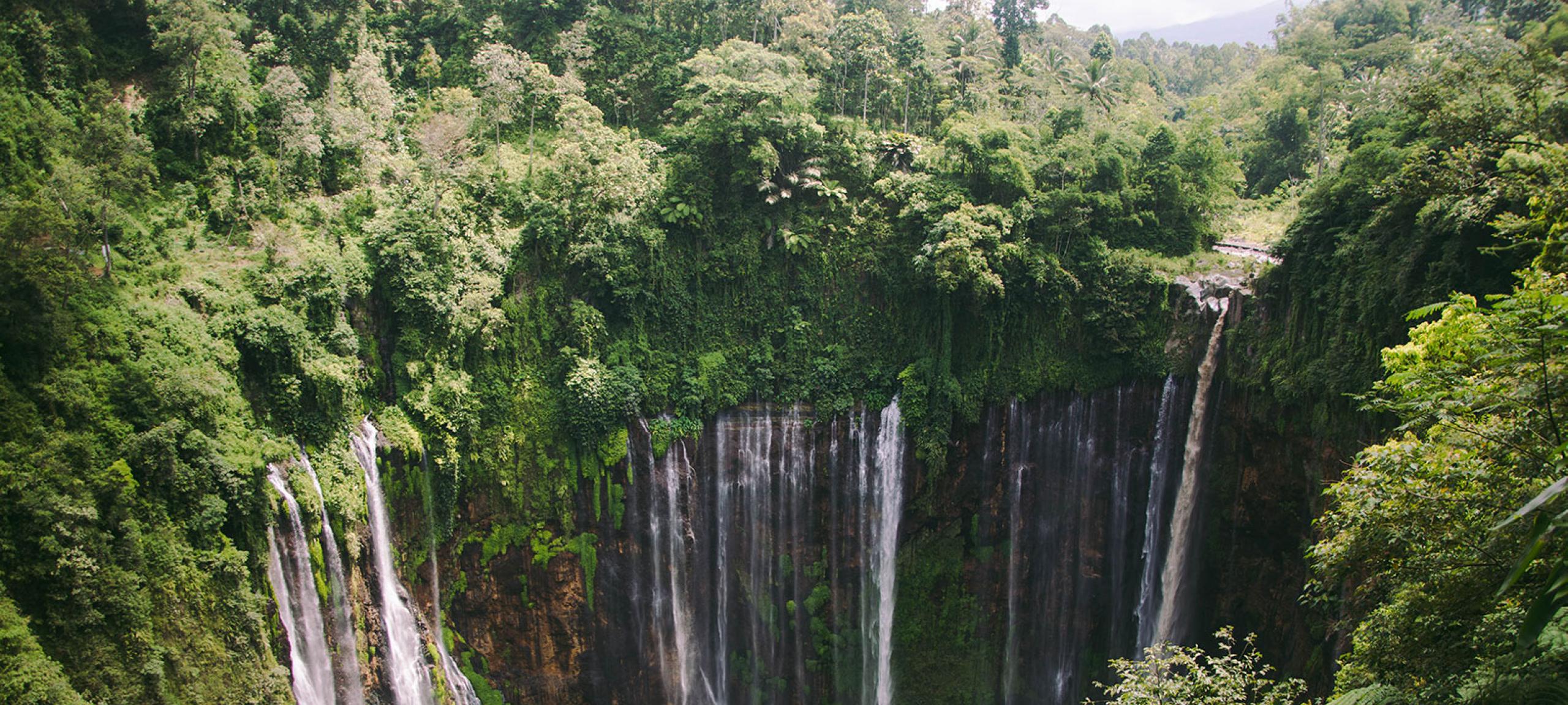 REDD+ | Green Climate Fund