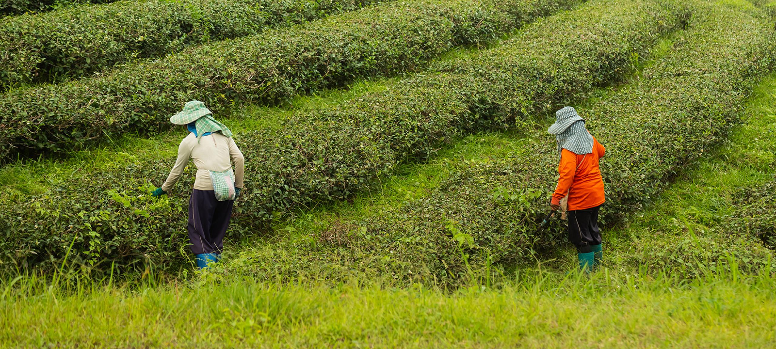 Livelihoods of people and communities | Green Climate Fund