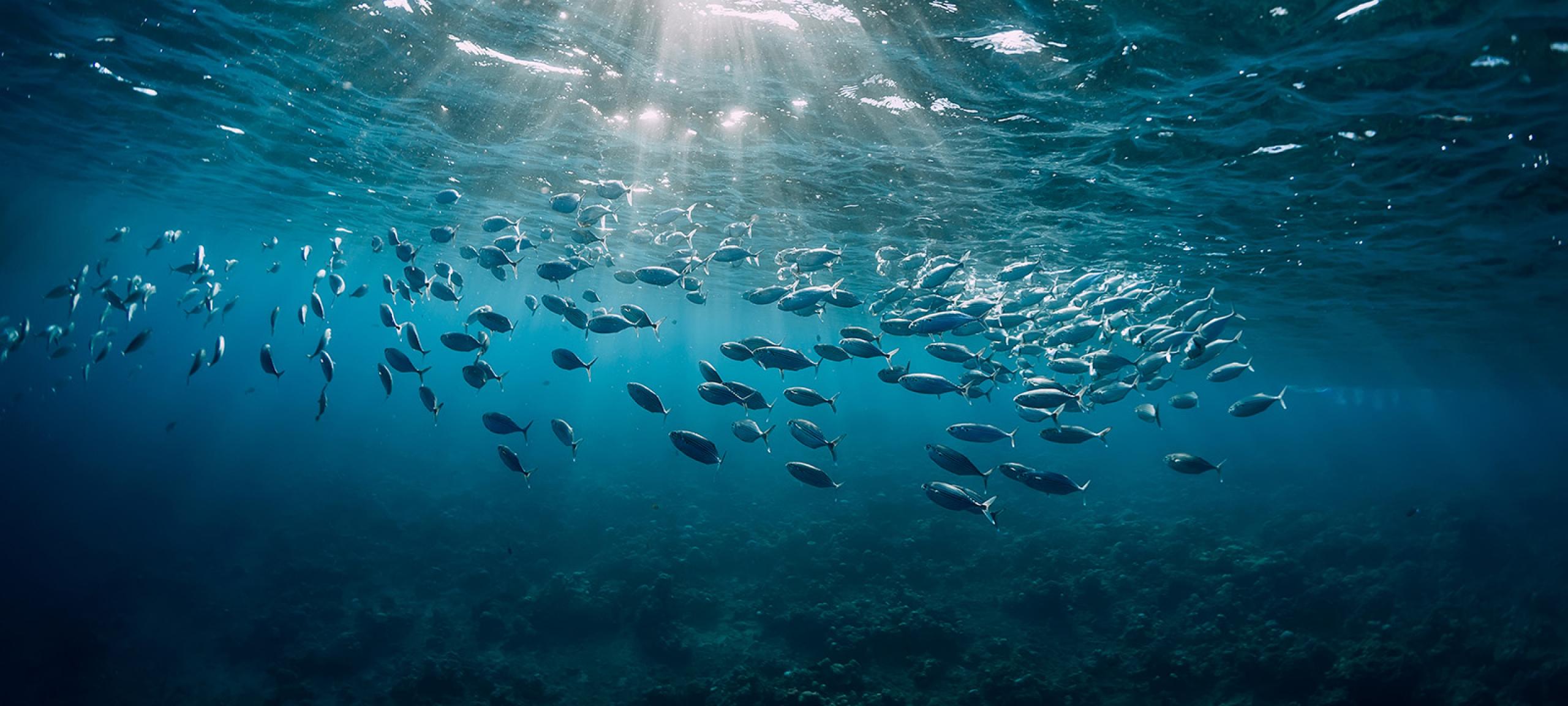 Conservation International Foundation (CI) | Green Climate Fund